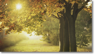 Reno Tree Planting | Urban Woodland Tree Care, LLC