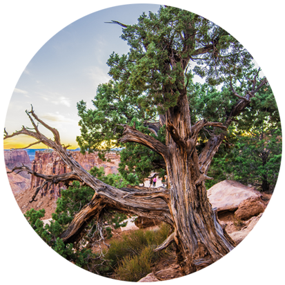 Urban Woodland Tree Care, LLC